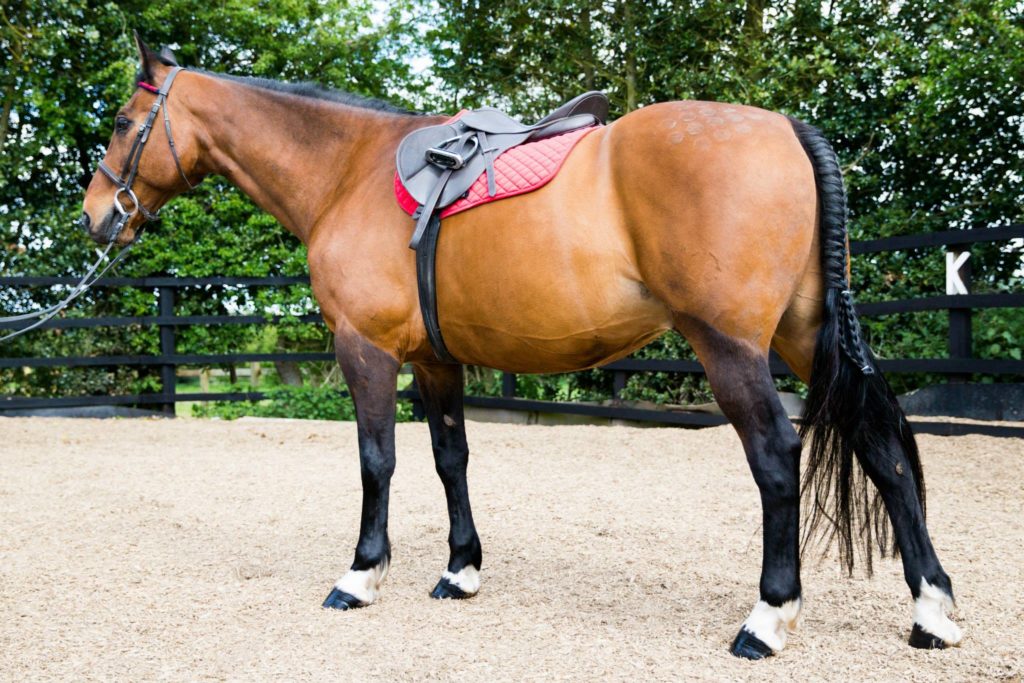 Training - Moor Farm Stables