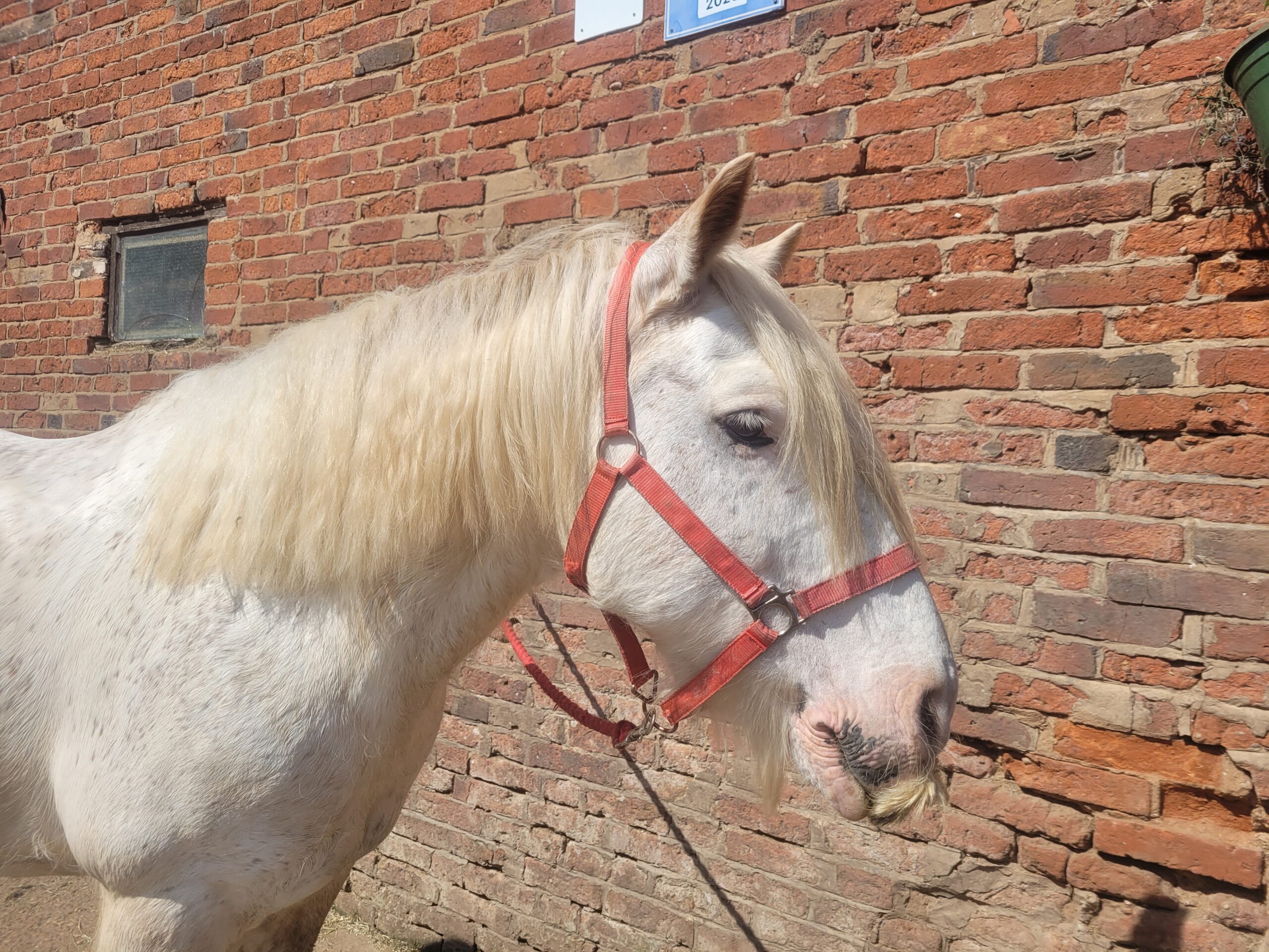 20230520_151223 - Moor Farm Stables