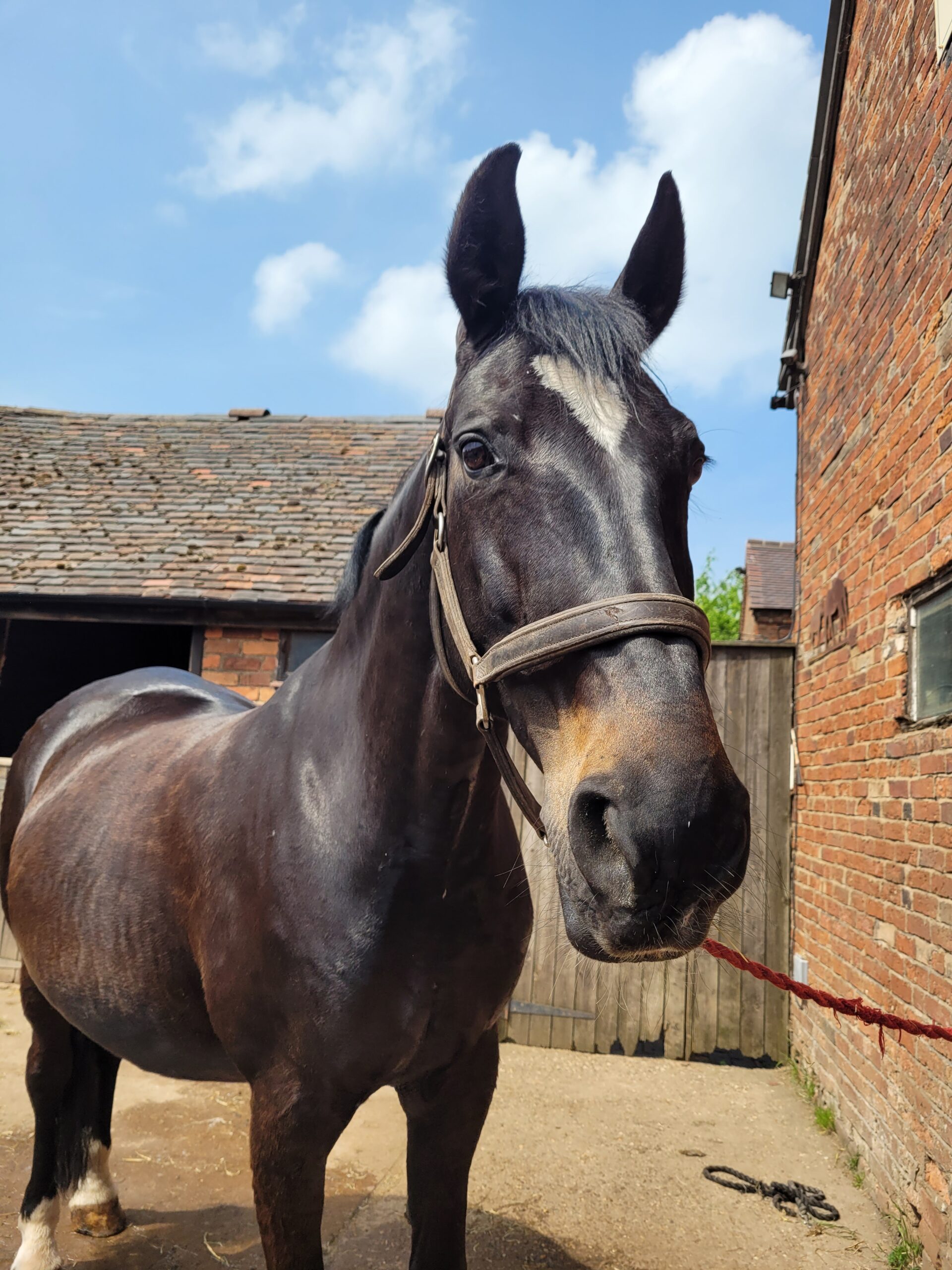 20240511_122738 - Moor Farm Stables